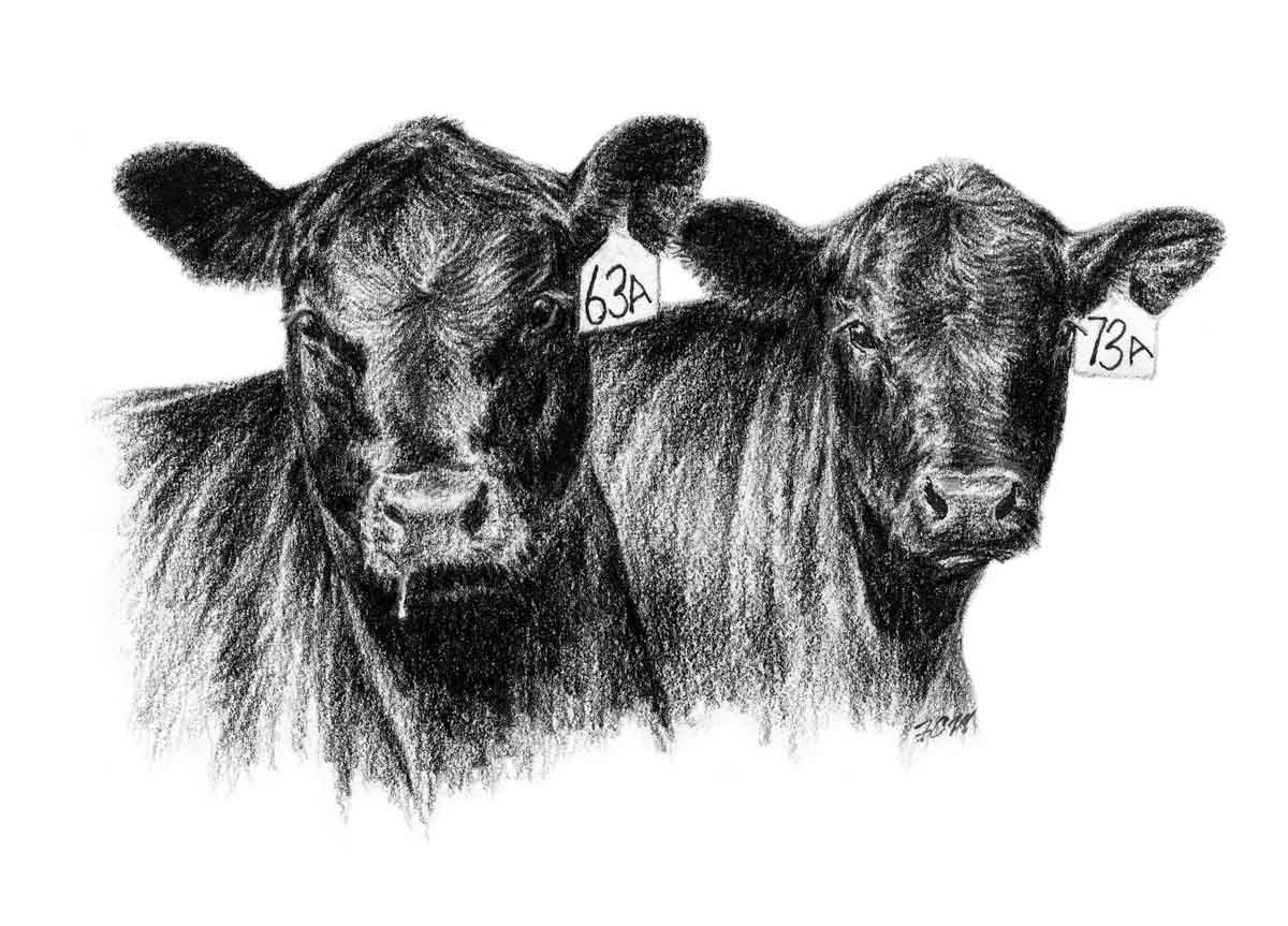 Angus Bull Clip Art