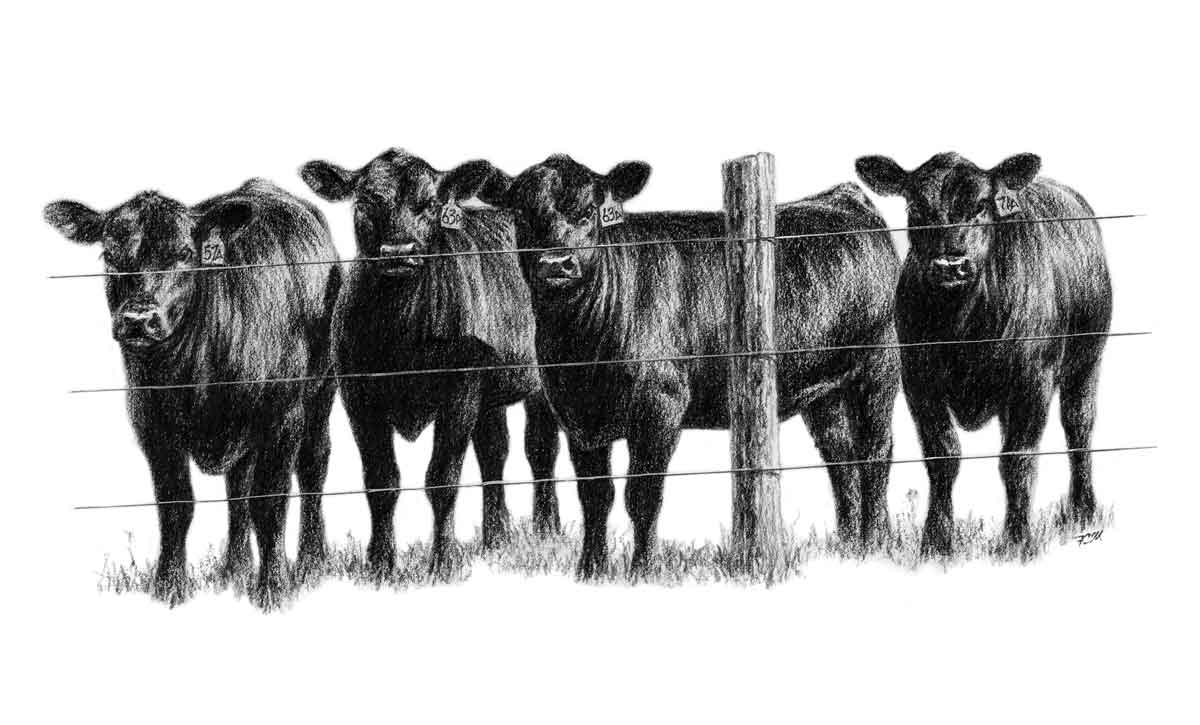 Beef Steer Clip Art