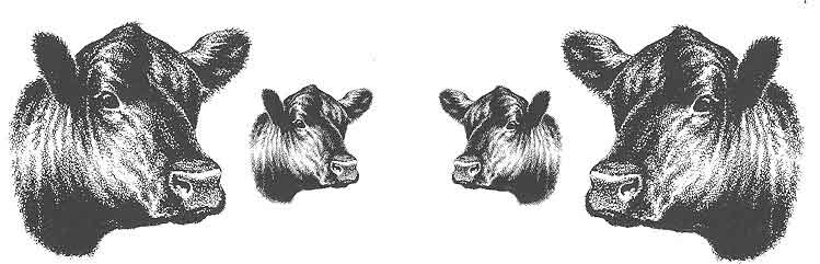 Beef Cow Head Clip Art