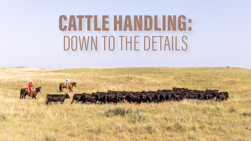 American Angus Association