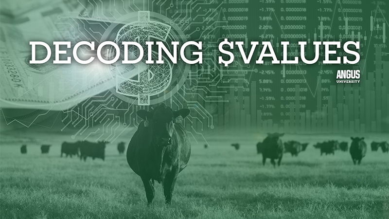 American Angus Association