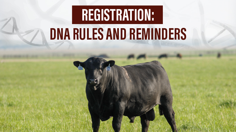 American Angus Association