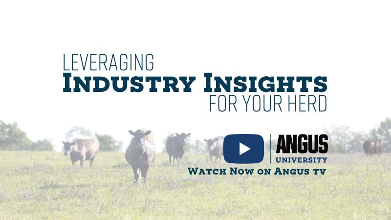 American Angus Association